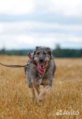 Собака Веста в надежные руки
