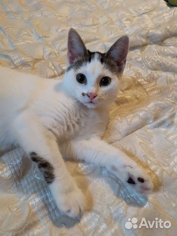 Котёнок подросток в добрые руки