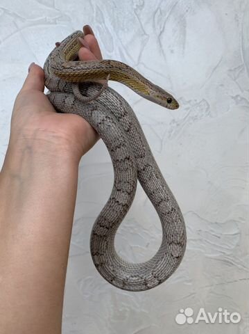 Маисовый полоз самка