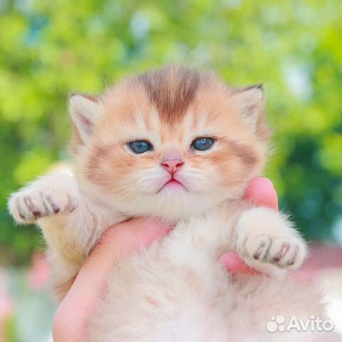 Кошка Бренда золотистая шиншилла