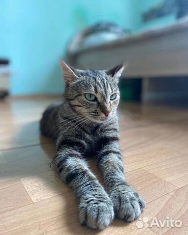Кошка