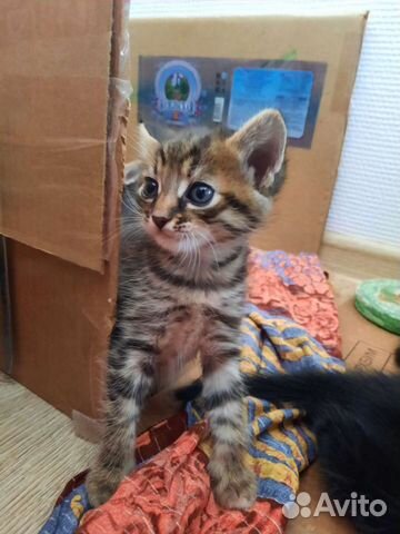 Котятки