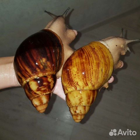 Архахатина