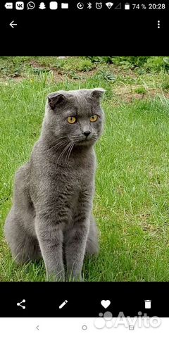 Шотландские вислоухие кот ищет кошечку