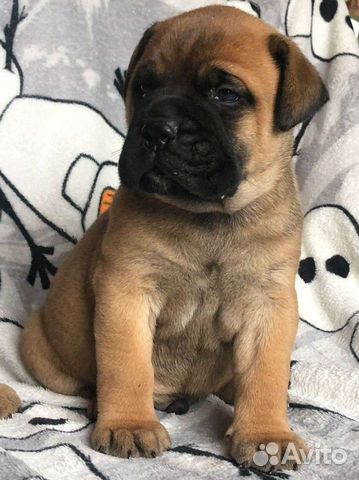 Мальчики бульмастиф