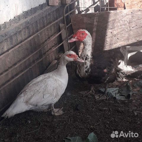 Индоутки и утята