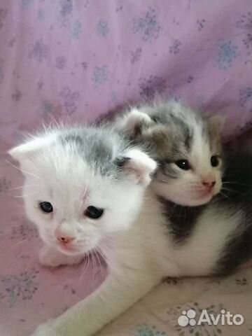 Кошка в дар бесплатно