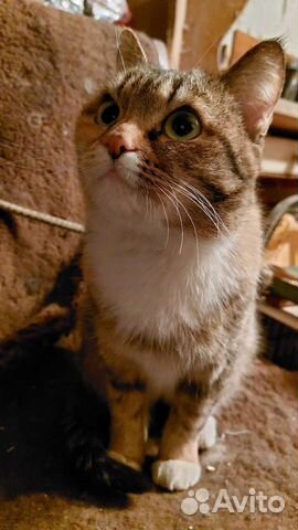 Кошечка в добрые руки