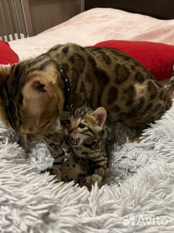 Бенгальские котята 1 месяц