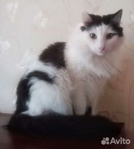 Кот Василий ищет дом