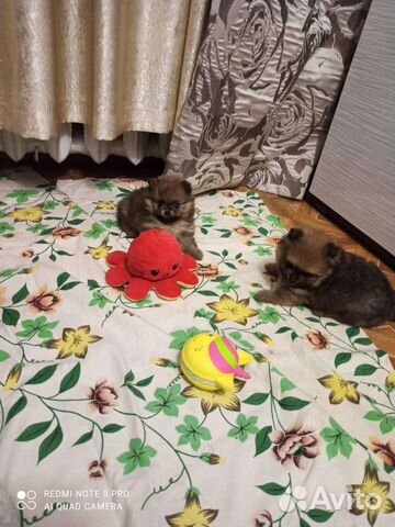 Шпиц