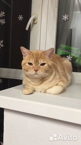 Шотландский кот на вязку