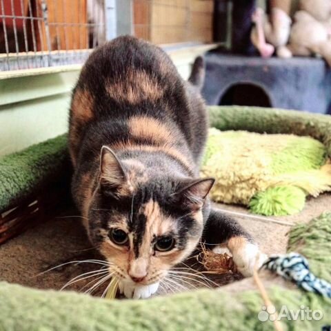 Марфа, кошка в добрые руки бесплатно