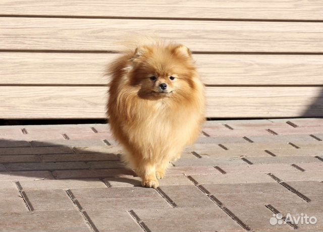 Померанский шпиц девочки