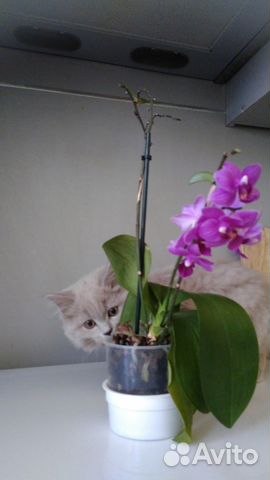Британские котята золотые