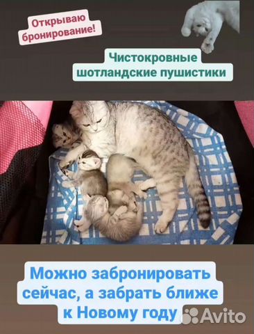 Шотландские малышки