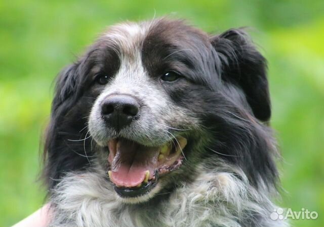 Отдается собака