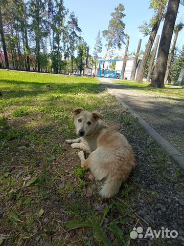 Собака в добрые руки, щенок, порода корги+дворняга