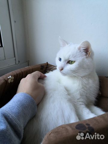 Кошка Турецкий ван