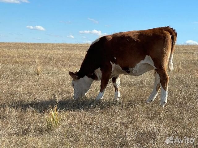 Продам телочек мясных пород. Оптом от 75 голов