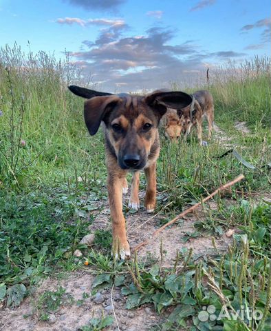 SOS щенок ищет дом