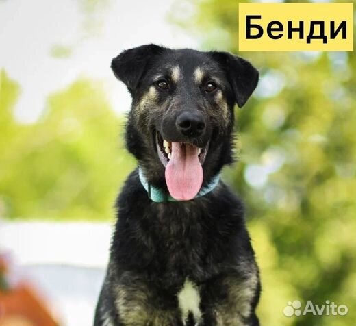 5 щенков метисов овчарки в добрые руки