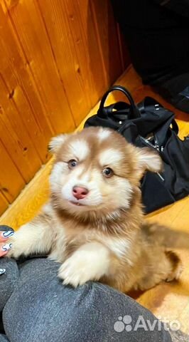 Щенки от маламута с лайкой