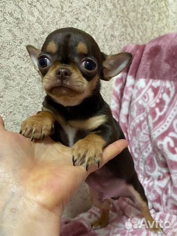 Малютка чихуахуа Гном Громыч