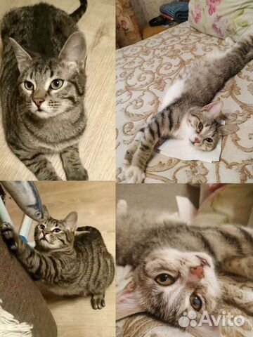 Котята ищут дом. Миниатюрные. Котята в добрые руки