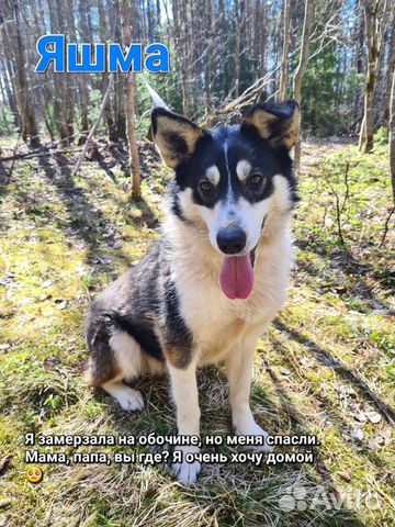 Собака (хаски) в добрые руки