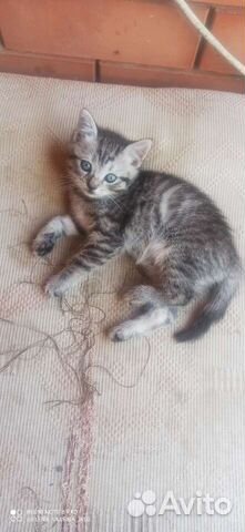 Котенок мальчик