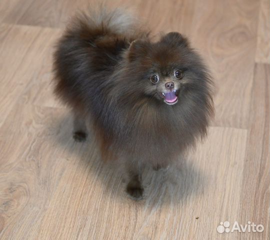 Померанский шпиц мини мишка