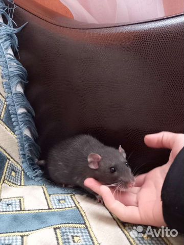 Крыса с клеткой бесплатно