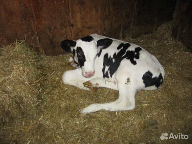 Тёлочка 10 дней