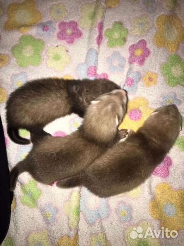 Хорьки малыши