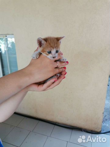 Котятки в дар бесплатно