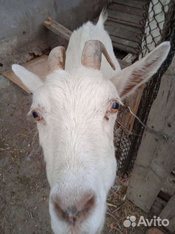 Коза дойная