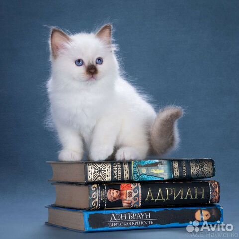 Котята Священная Бирма