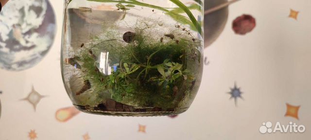 Улитки мелании и катушки (бесплатно)