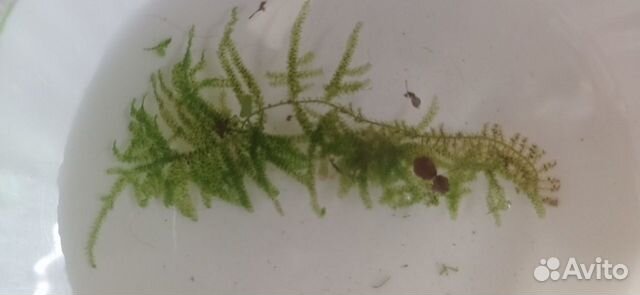 Отдам прополку