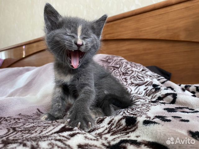 Кошечка Мальвина, девочка 1 месяц