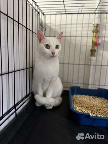 Кошка в дар