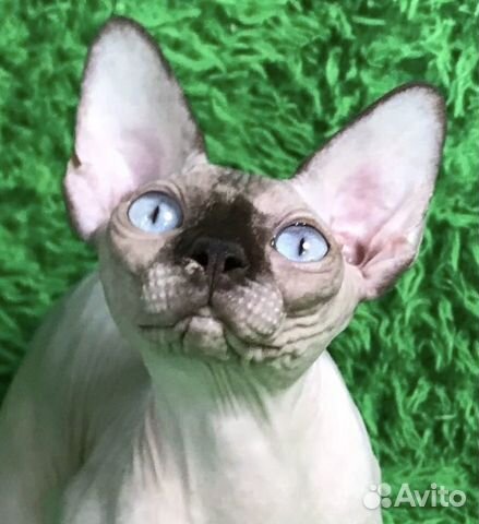 Девочка 1,5 года