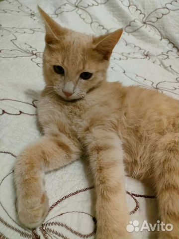 Рыжик котик 3 месяца