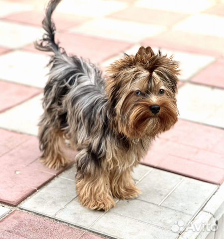 Девочка Блюмерле с голубым глазиком