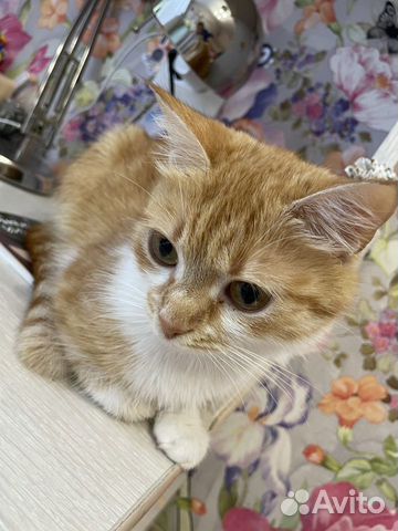 Кошка