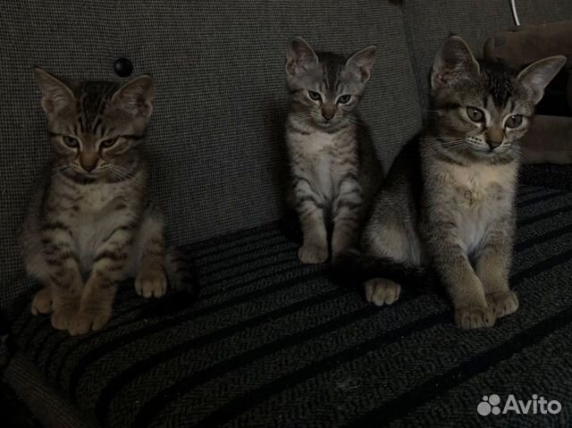 Удивительные котята бесплатно