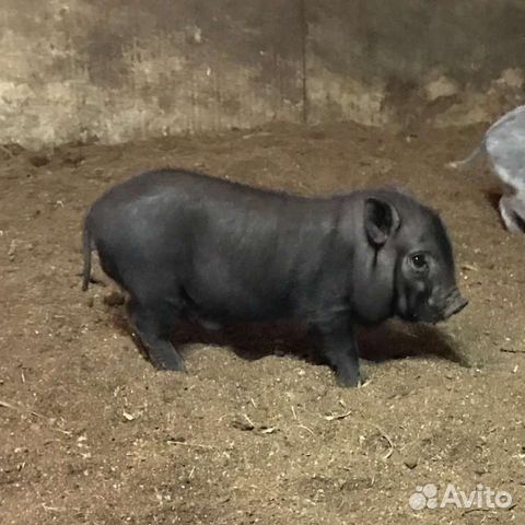 Вьетнамские вислобрюхие поросята