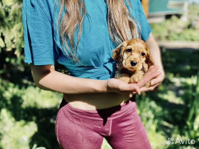 Щенки Спаниеля