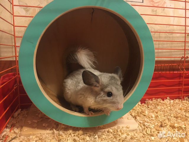 Шиншиллёнок миленький мальчик 27.05.2022